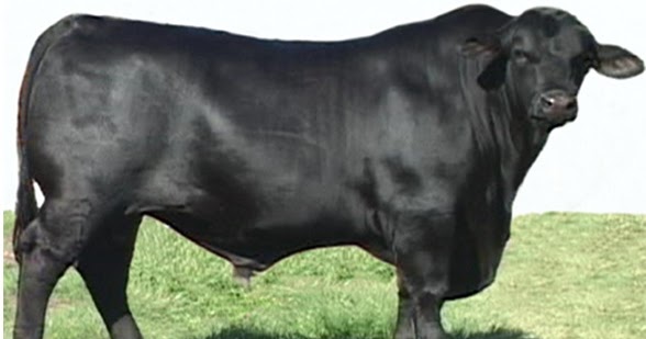 Bangsa-Bangsa Sapi Eropa