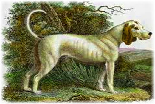 abril 2014 - Jornal do Pet