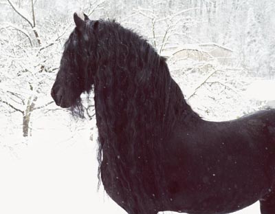 Les Crins de Soie Ebène: Le Frison ...