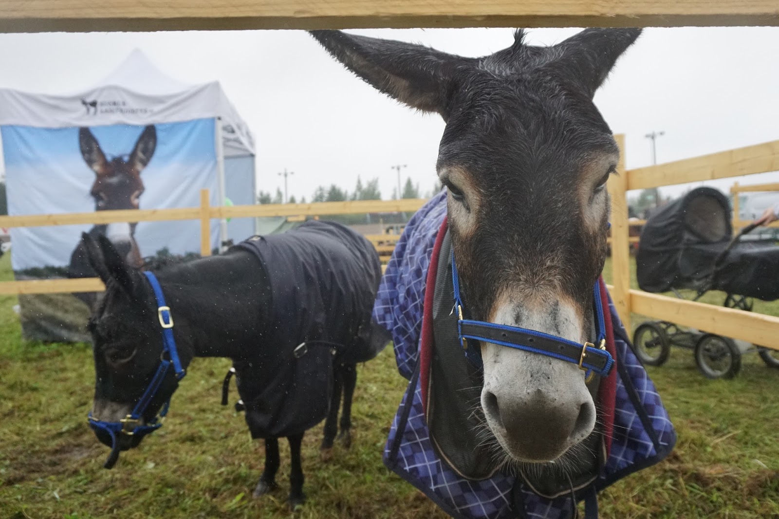 Muuliprojekti: Kouvostoliitto on nyt nähty ja koettu