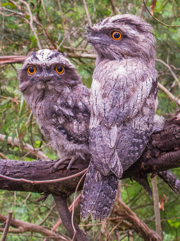 Melbourne With The Colonel : A family of Tawny Frogmouth Owls.