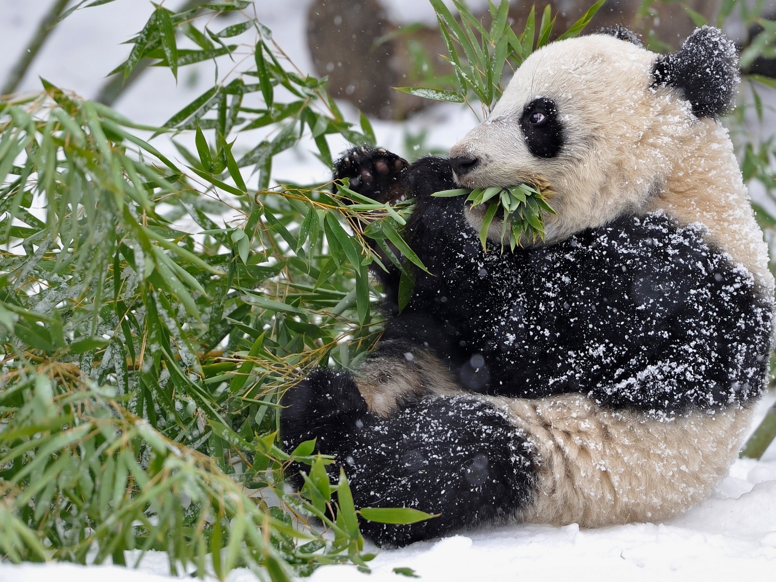 Fotografías de osos divertidos en el bosque