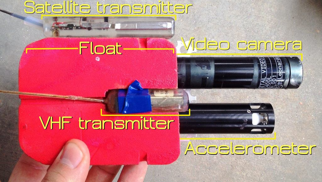 OceansIQ: What's cracking in tracking? Using accelerometers to record ...