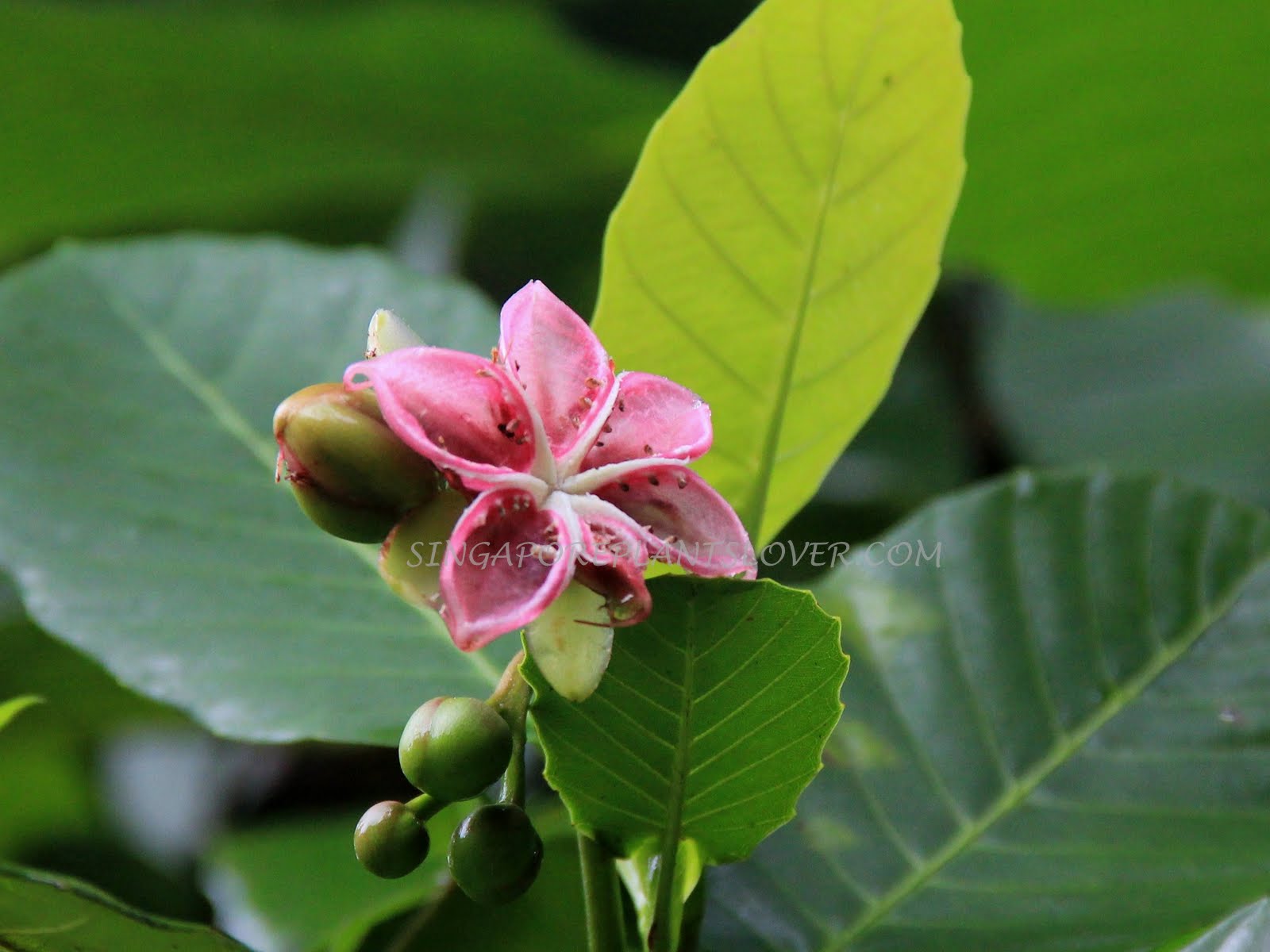 Singapore Plants Lover: Simpoh Air