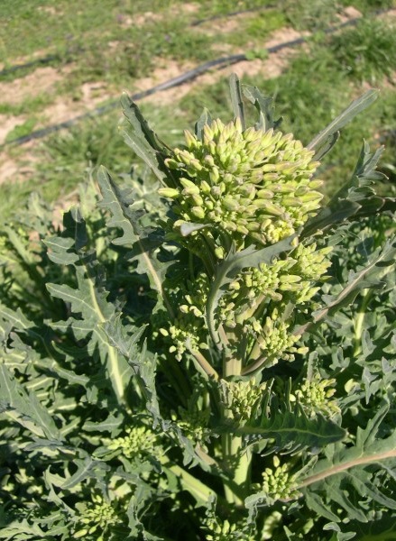 AL FUM DE LA XIMENERA : BROTONS I ESPIGALLS. LA COL DE HOJAS.