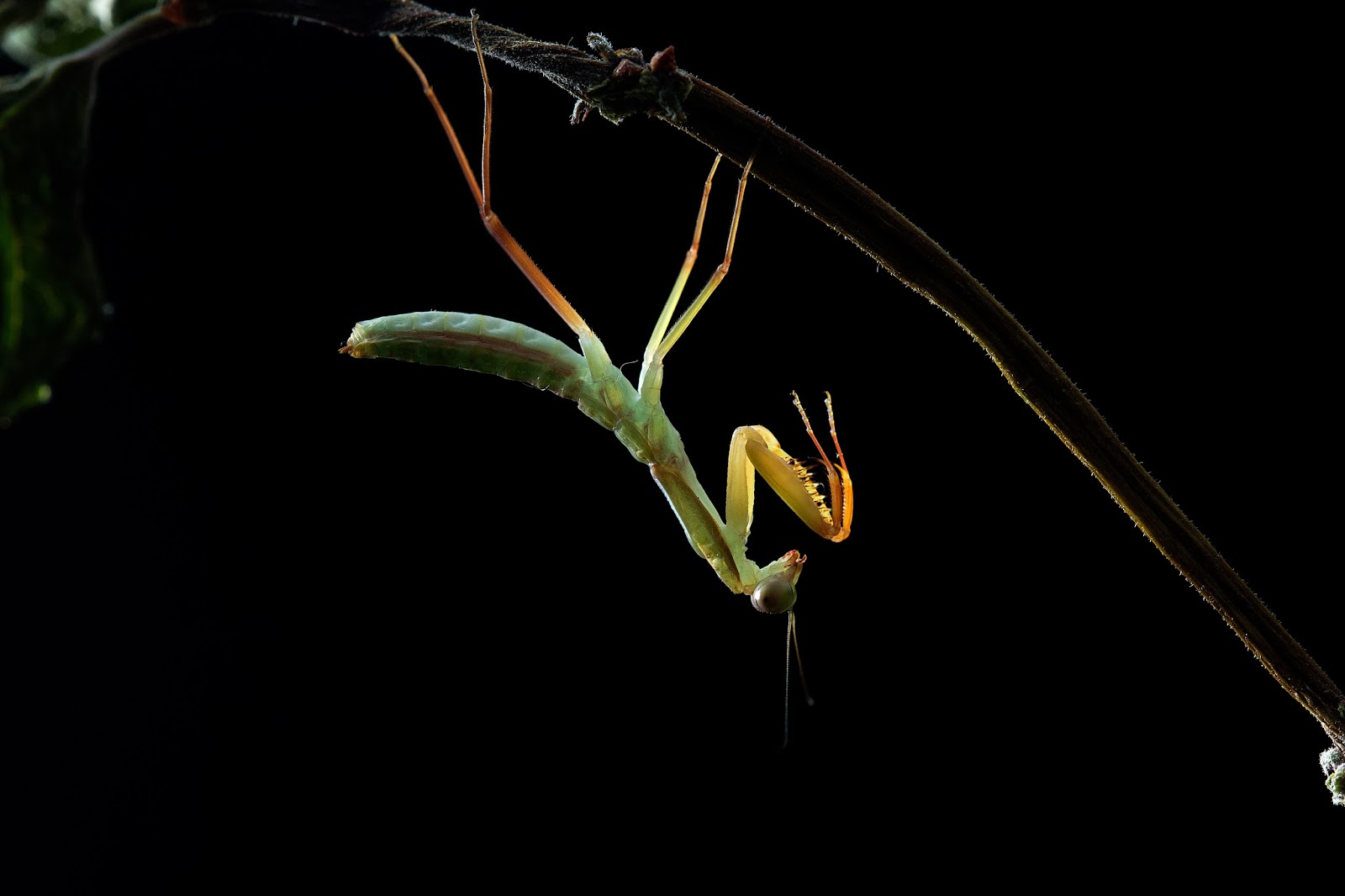 Praying mantis: Rhombodera Stalli's molting and branch for hanging