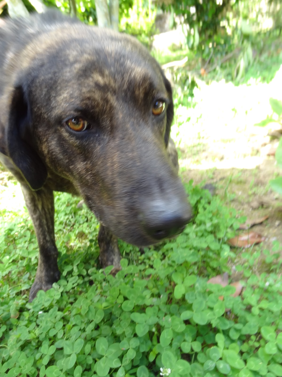 capoeira da ribeira: Cão Castro Laboreiro