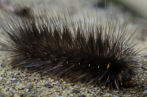 Living with Nature - School on Blog by Dr. Abercio V. Rotor: Beware of ...