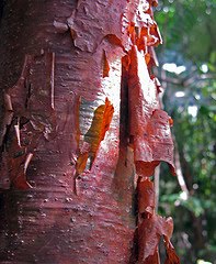 The Tourist Tree? The Naked Indian Tree? It’s the Gumbo Limbo Tree in ...