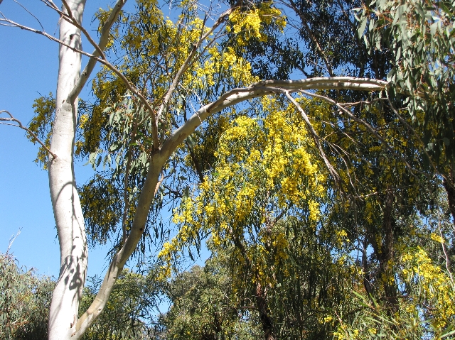 Occasionally: National Wattle Day