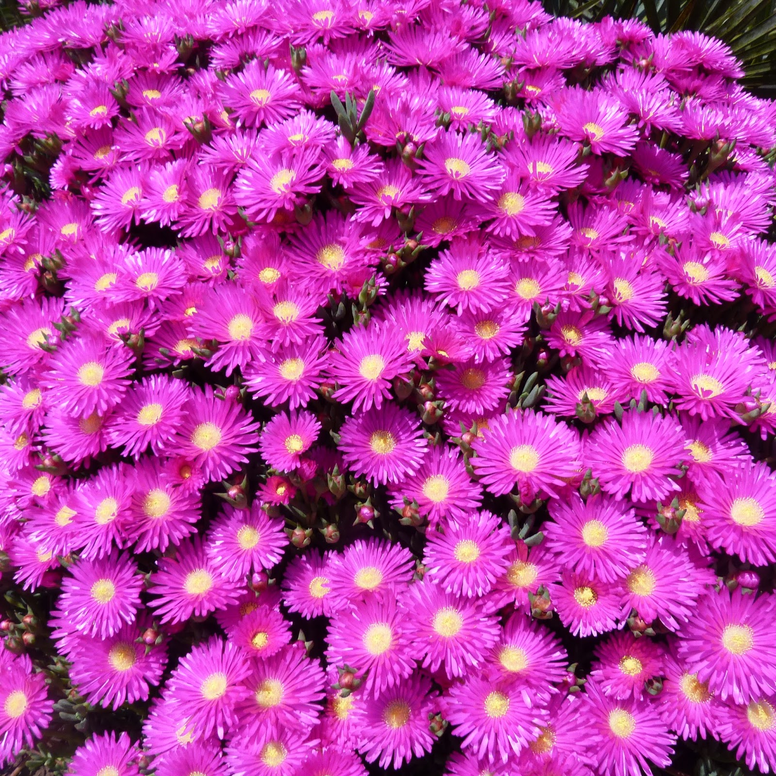 Le surprenant monde végétal: Lampranthus multiradiatus