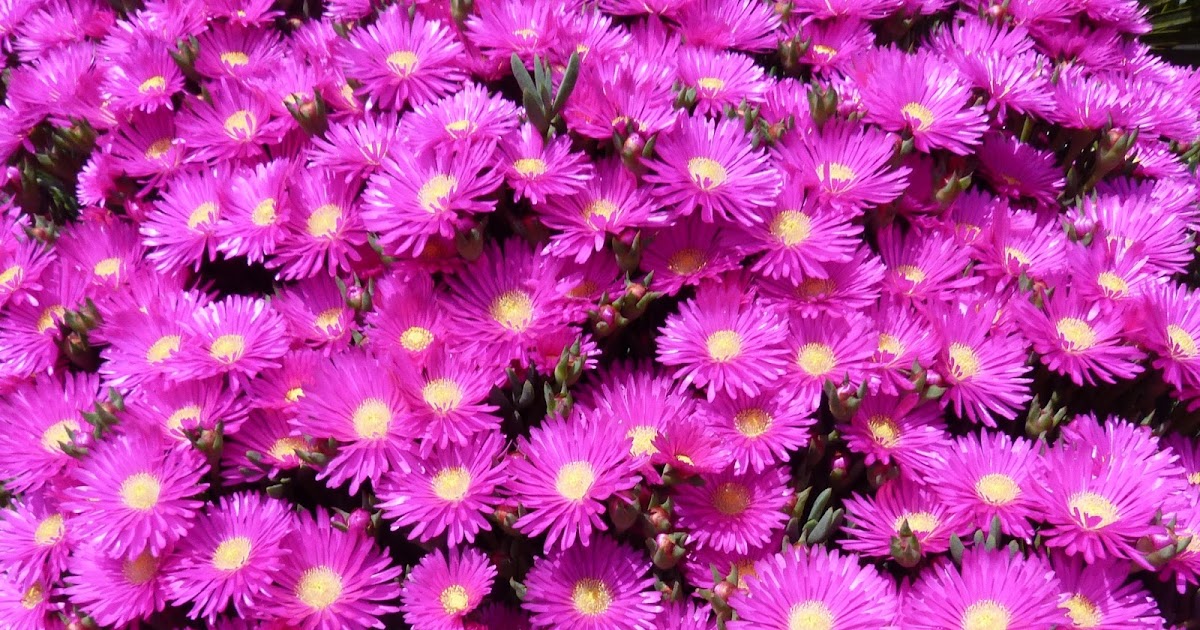 Le surprenant monde végétal: Lampranthus multiradiatus
