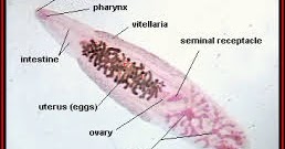 Siklus Hidup Clonorchis Sinensis