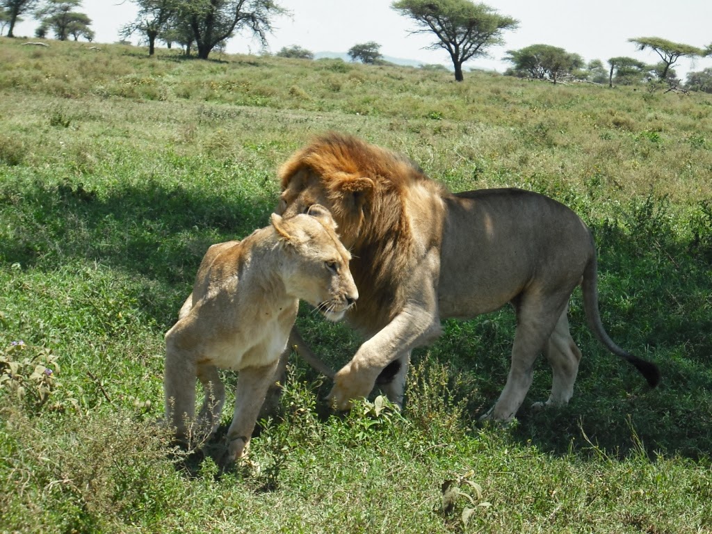 UTALII WA NDANI: FURAHIA UTALII WA TANZANIA KWA KUTEMBELEA MBUGA ZETU ...