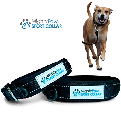 40 Best Dog Collars You Can Buy Online In India