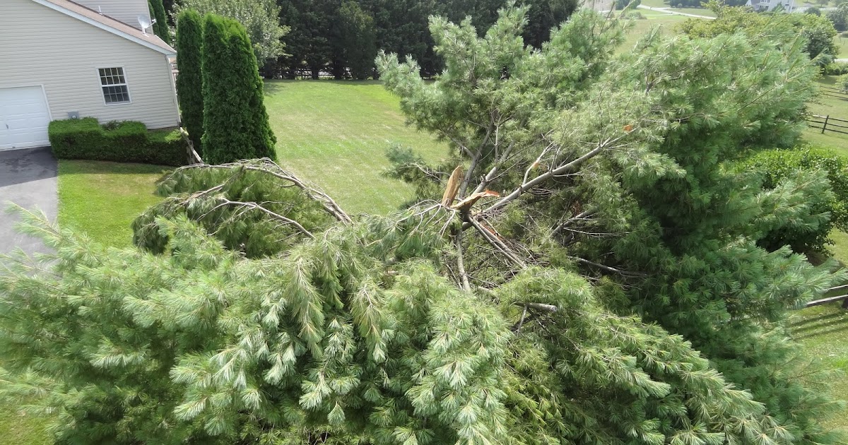 Live and Learn-Toss and Turn: Exploding Trees and Baby Robins
