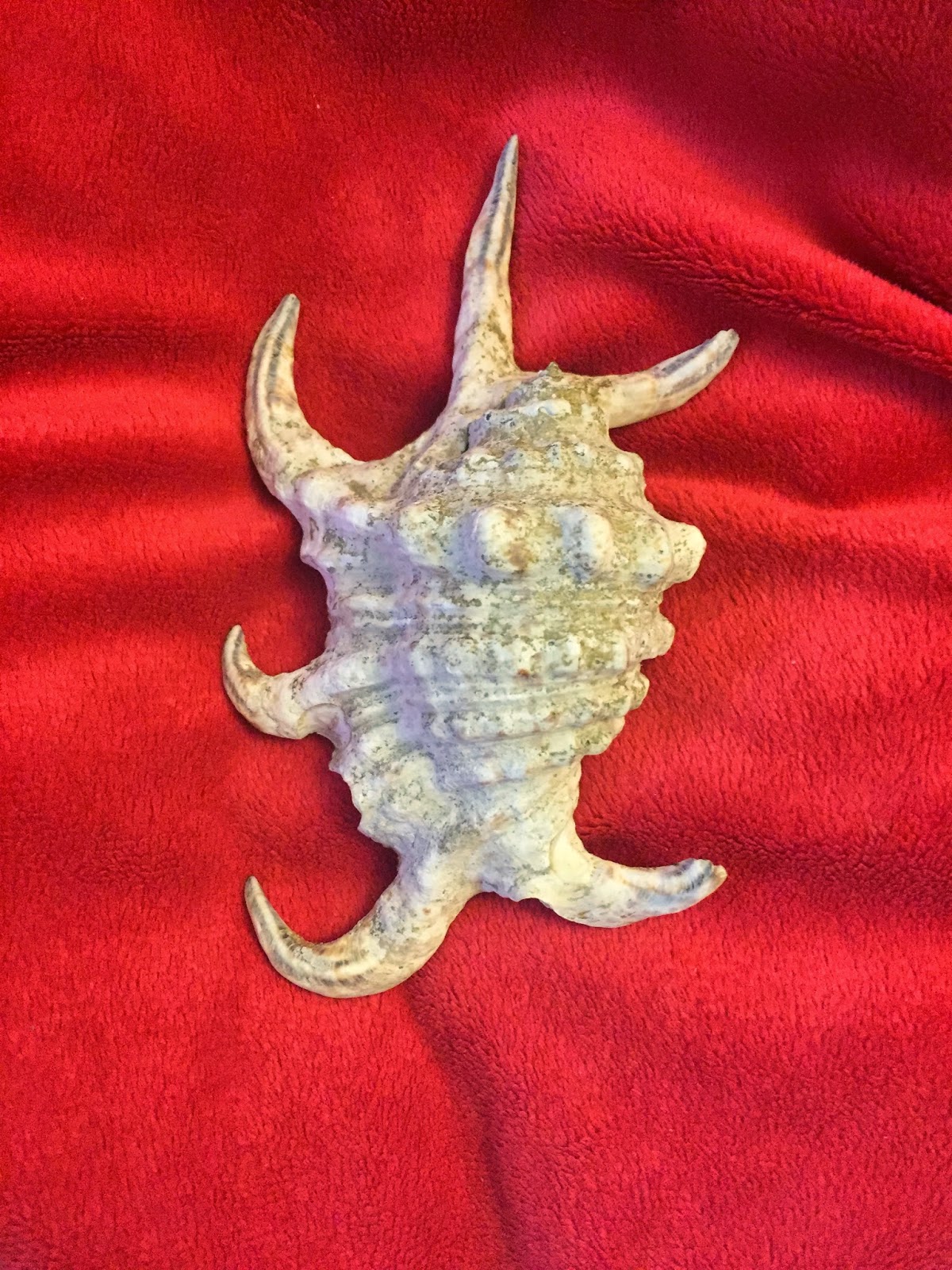 Lava of Ocean Dawn: Identification of some Exotic Shells