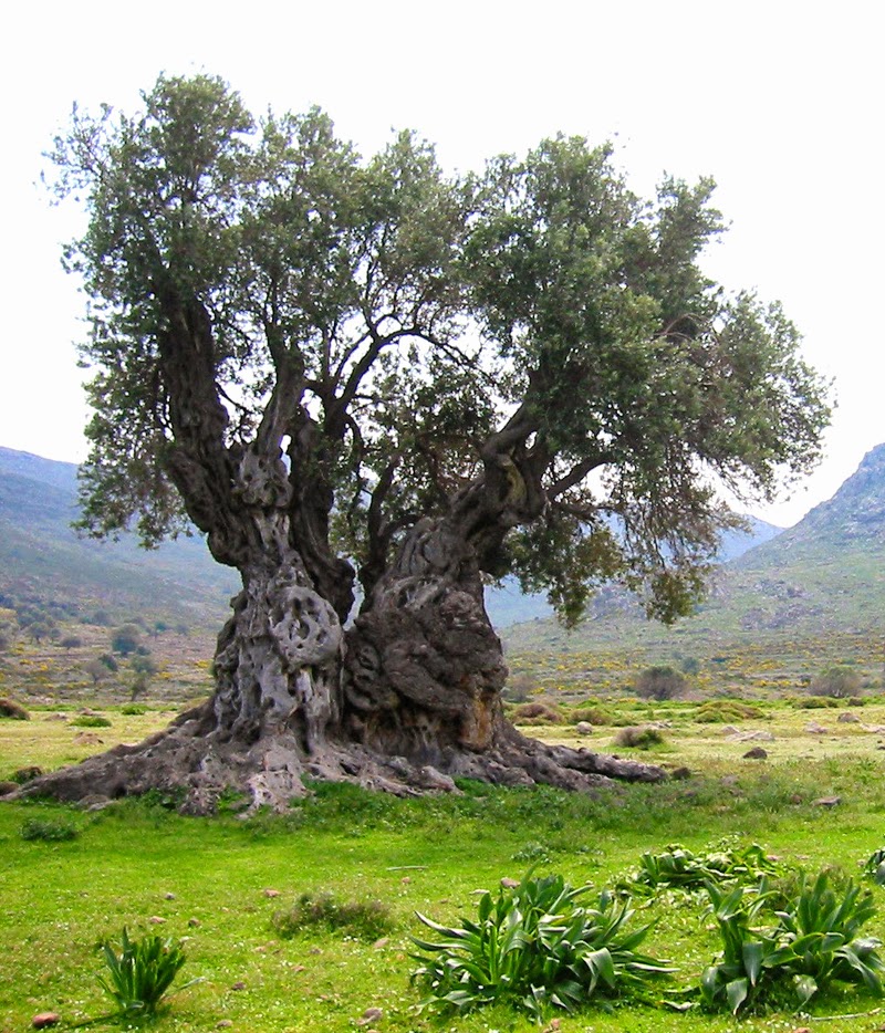 Groundbreaking Roots: Grumpy Goats Olive Orchard