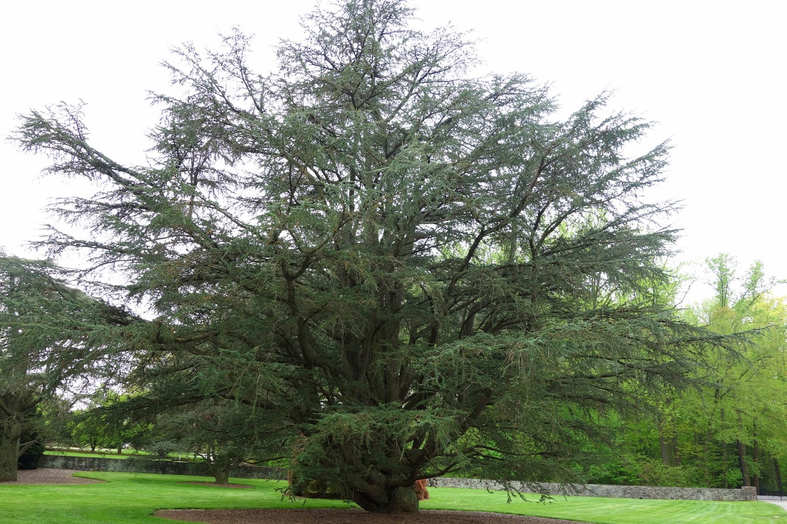Trees Planet: Cedrus atlantica - Atlas Cedar