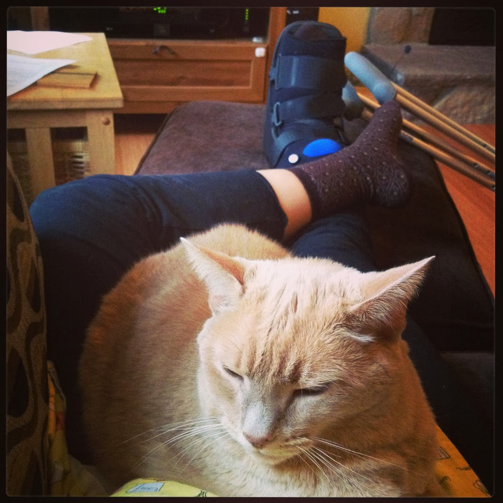 The Cupcake Triathete: Tripping Over the Cat