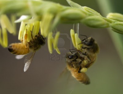 La Familia de la Apicultura - The Beekeeping Family: FOTOGRAFIAS DE ...
