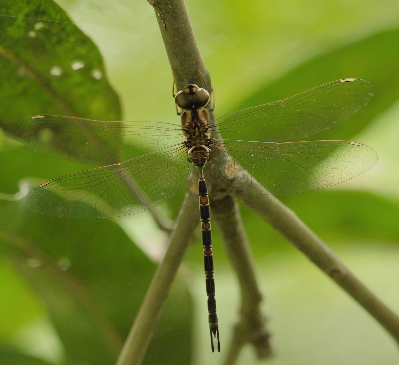 VietOdonata: Gynacantha subinterrupta Rambur, 1842