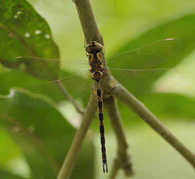 VietOdonata: Gynacantha subinterrupta Rambur, 1842