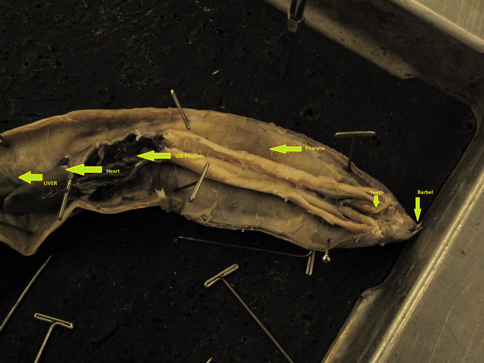 Bio 324 Vert Zoo CSULB: Hagfish Dissection