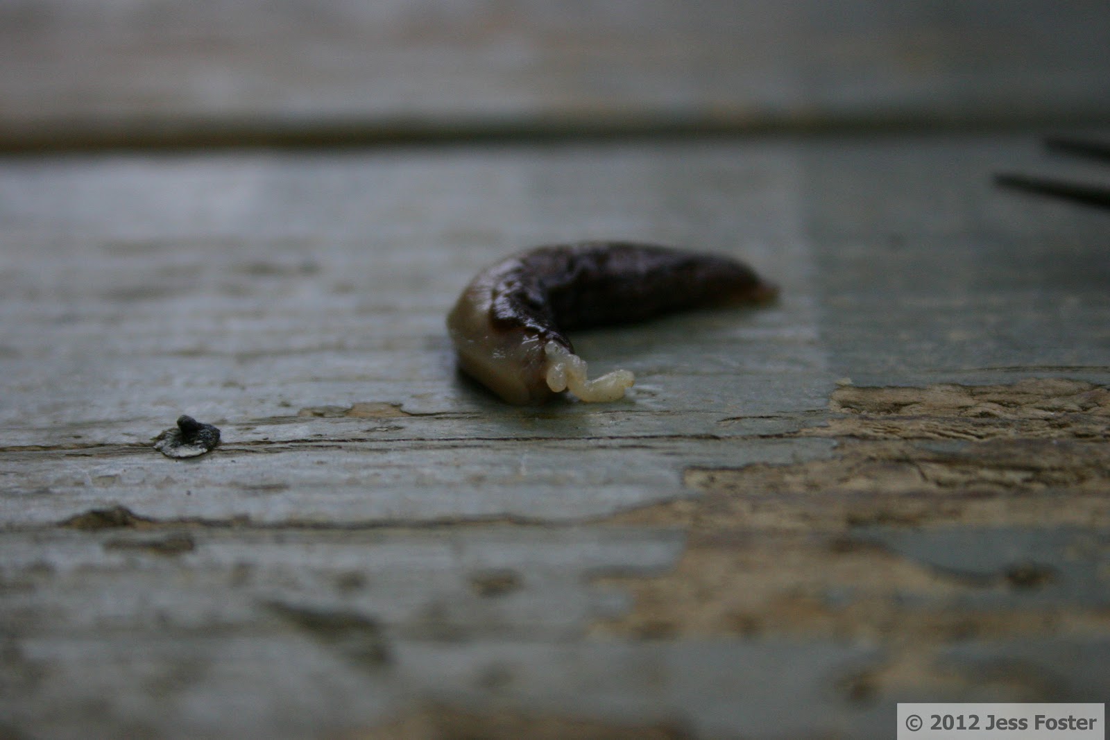 Sluggin' Along: Infected Slugs: Case #5