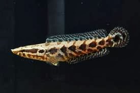 pet fish: African Snakehead fish is beautiful