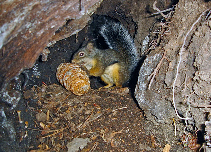 Camera Trap Codger: 2014