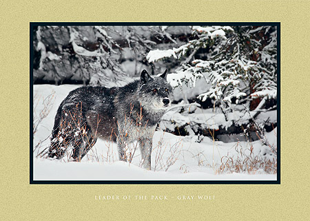 Wolf Week Contest! – Canadian Wildlife Photography Tours and Workshops