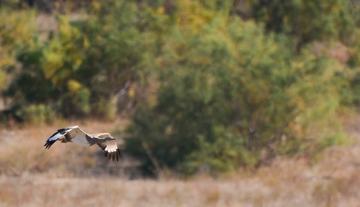 Birding Azerbaijan: Late October / early November impressions by ...