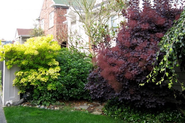 Seattle Garden Ideas: More Smoke Trees