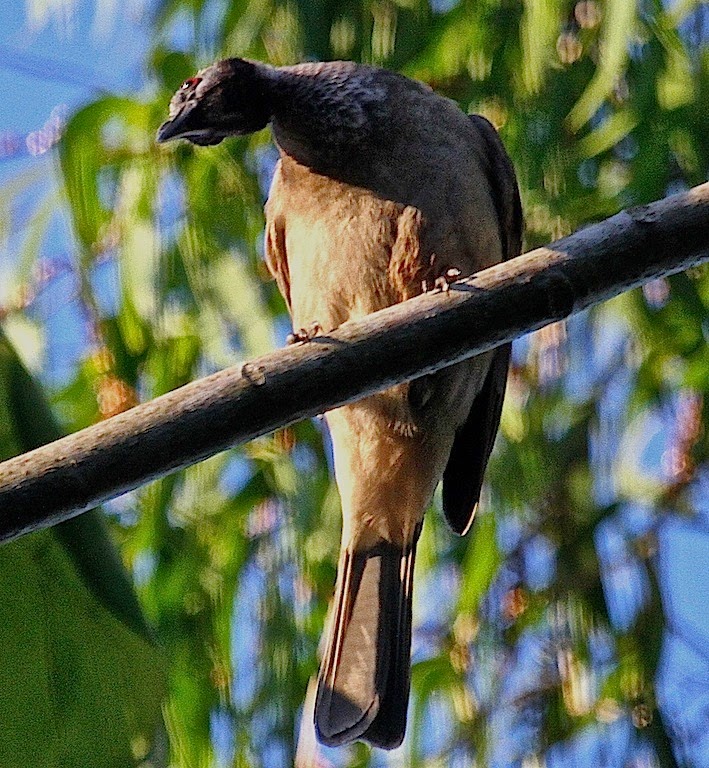 News from Coquette Point