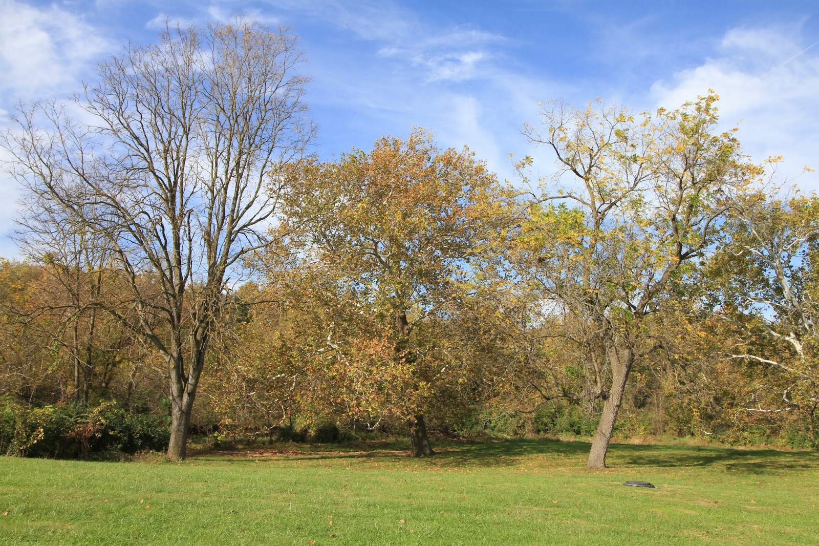 Nature Devotions : American Sycamore