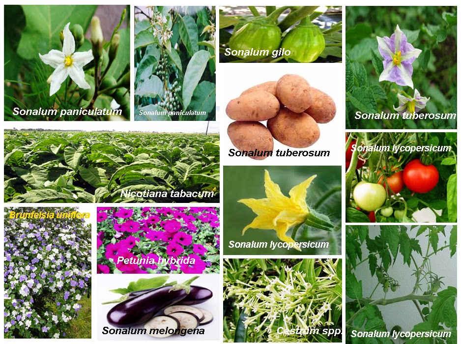 Mato & Cia: Famílias Botânicas 04 : Solanaceae