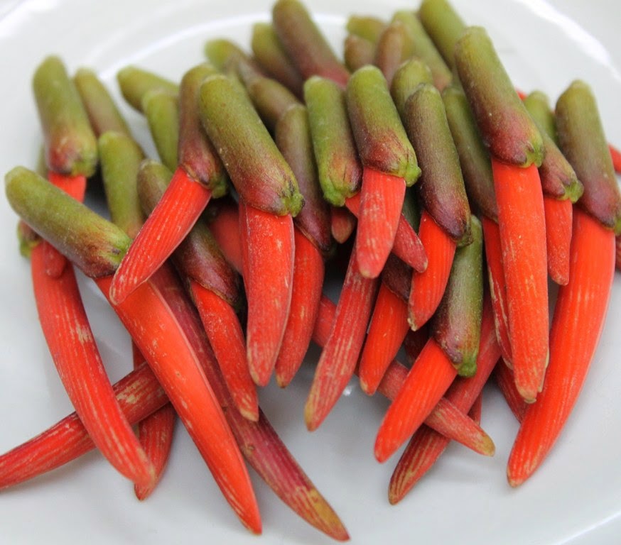 Cocinas y Recetas: febrero 2011