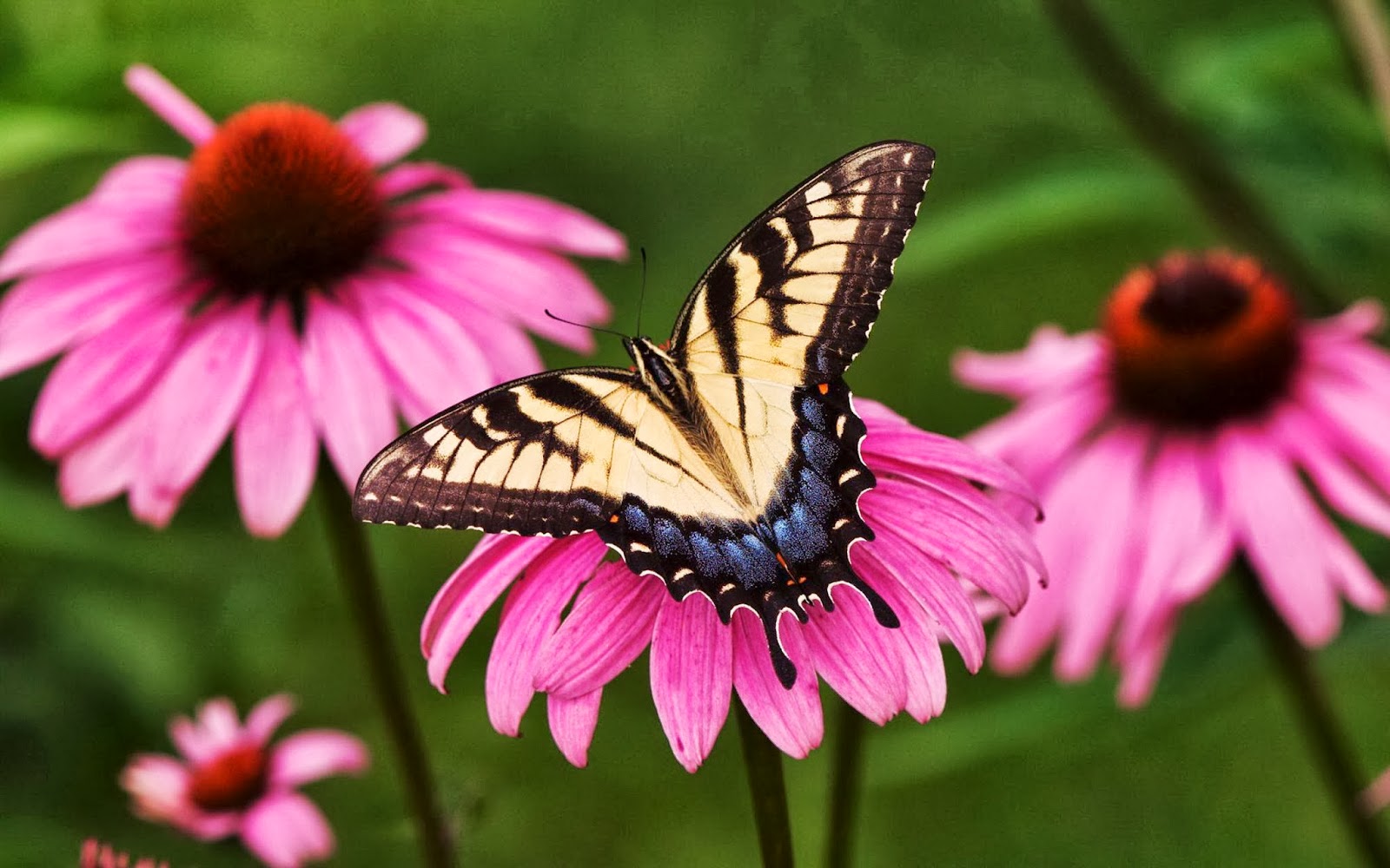 All 4u HD Wallpaper Free Download : Beautiful Betterfly Wallpapers Free ...