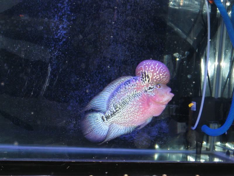 Flowerhorn The Hybrid Cichlids: King Kamfa - Vietnam hottest fh