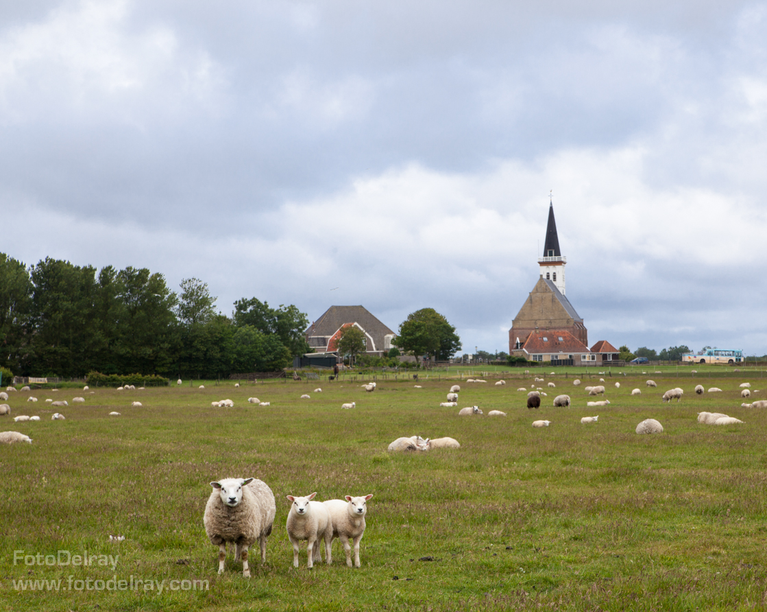 FotoDelray: Dutch series: Texel - an island in the Netherlands