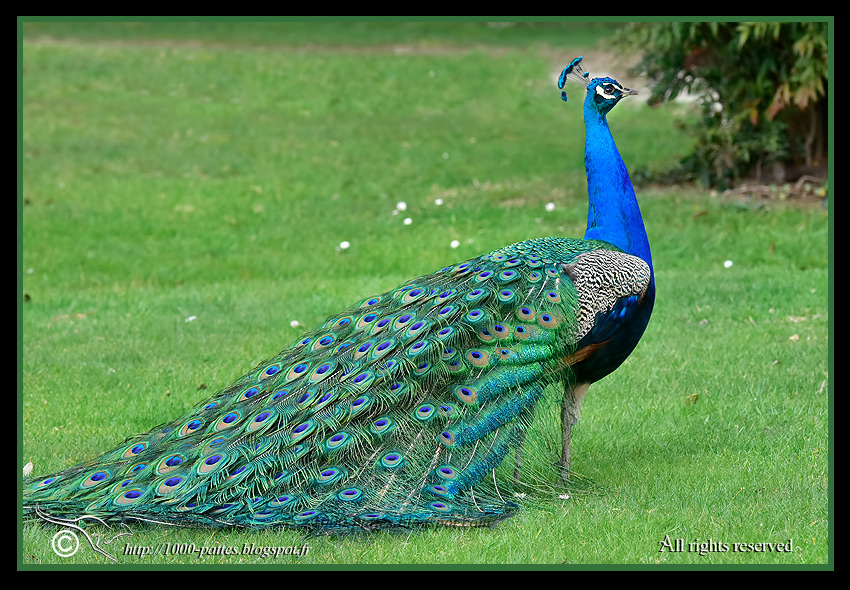 WILDLIFE GATEWAY: Les Paons bleus du Jardin Massey