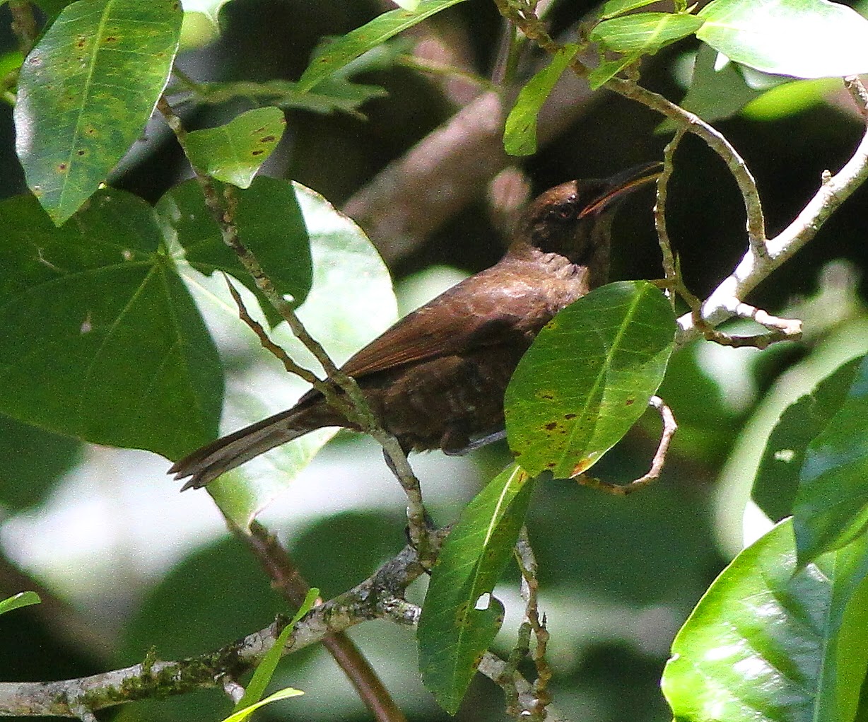 Birding Poole Harbour & Beyond: 3 Nov 14 - Finally Off To See Some ...