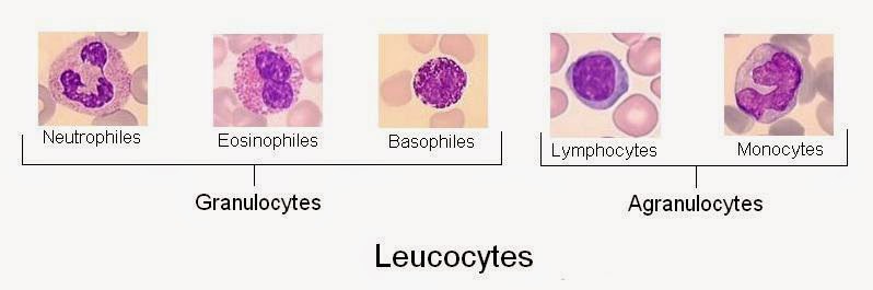 Récap' IDE: Le sang