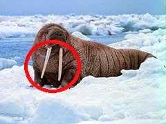 Segunda Escola: Foca, morsa e leão marinho: você sabe diferenciá-los?