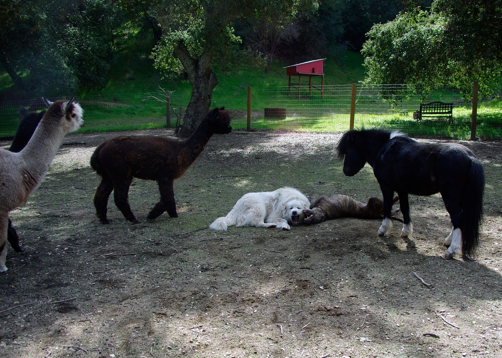 The Beneficial Bee: Farm Animals Gone Wild