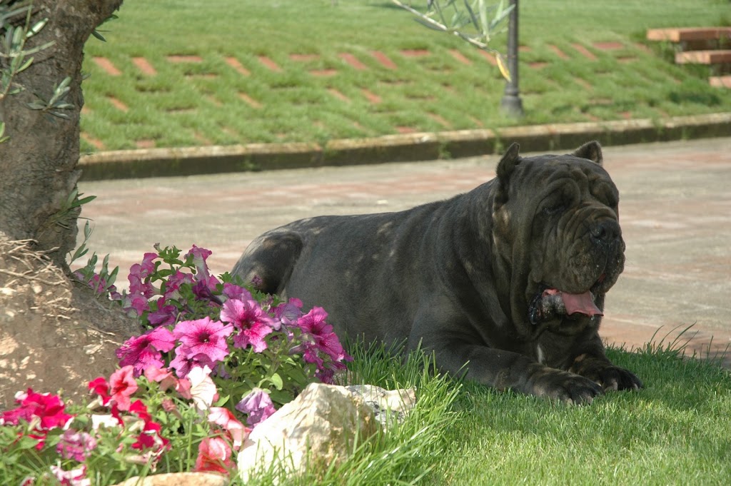 Allan Padget: Los Mastines (Razas de Perros)