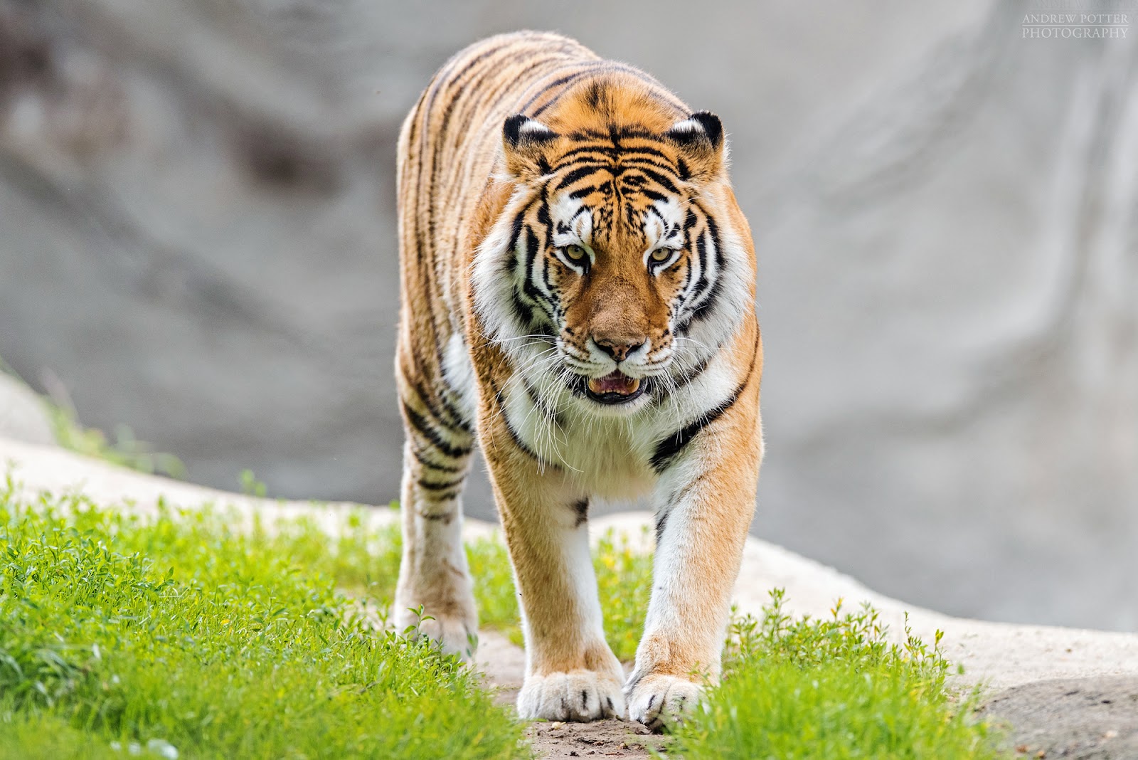 Andrew Potter Photo Blog: Detroit Zoo Tiger