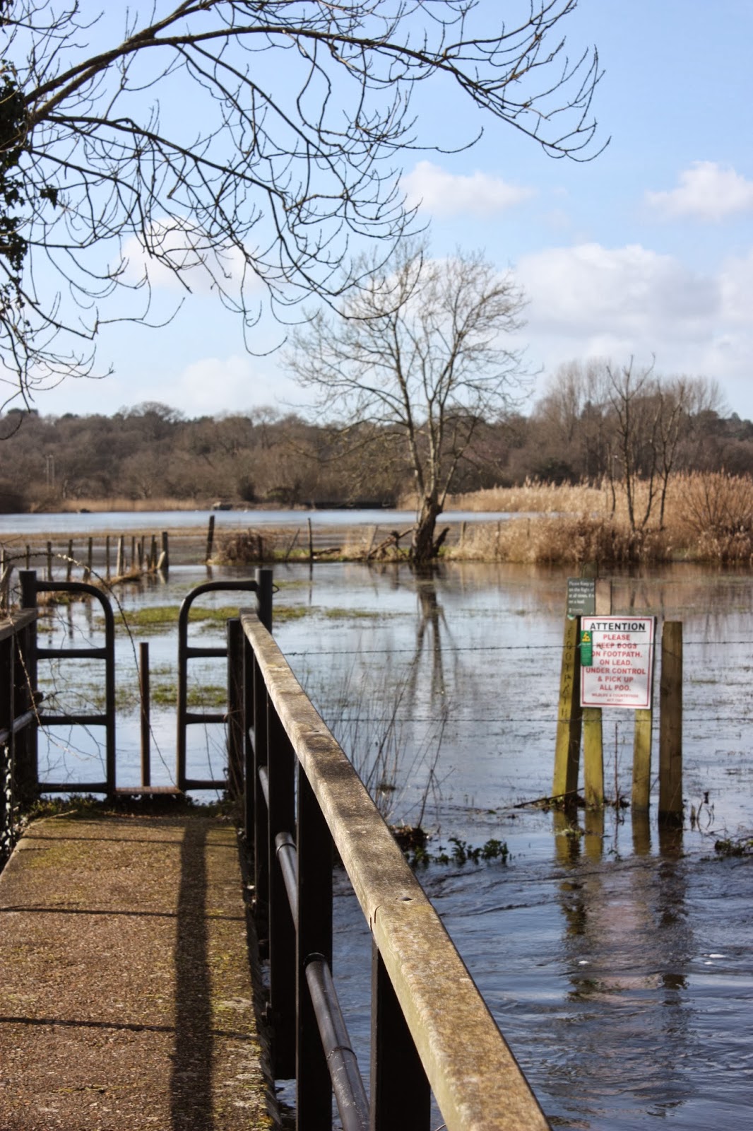 Where Beechmast Falls: Ringwood`s River - the Avon in Flood