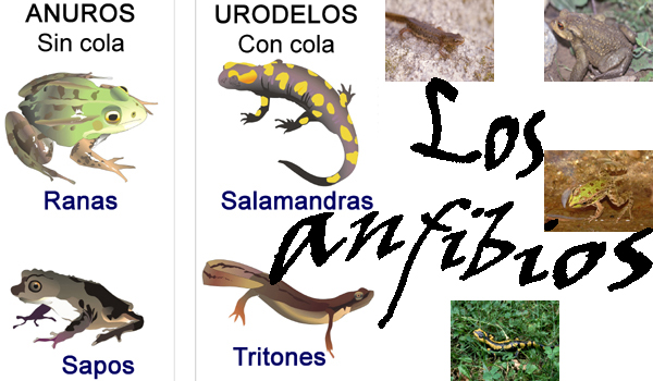 LOS ANFIBIOS